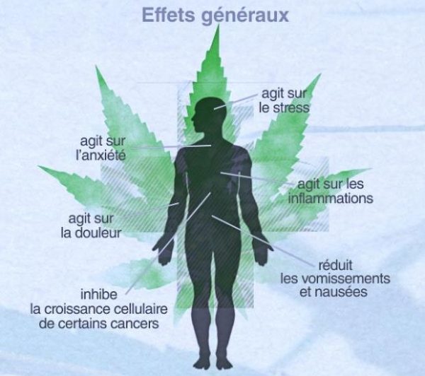 Le cannabis soigne-t-il ? | DocteurBonneBouffe.com