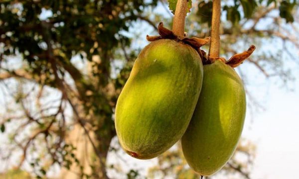 La poudre de Baobab et ses vertus insoupçonnables